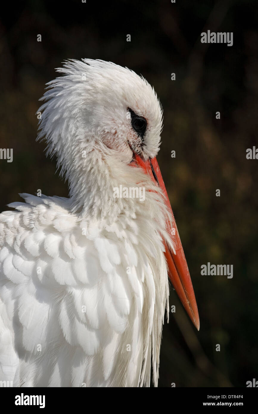Storks head hi-res stock photography and images - Alamy