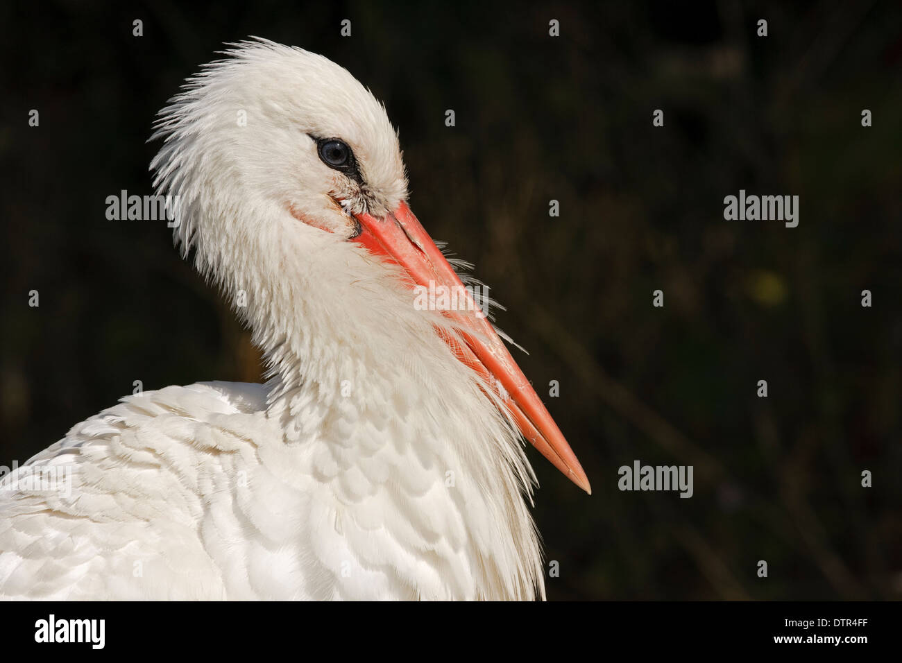Storks head hi-res stock photography and images - Alamy