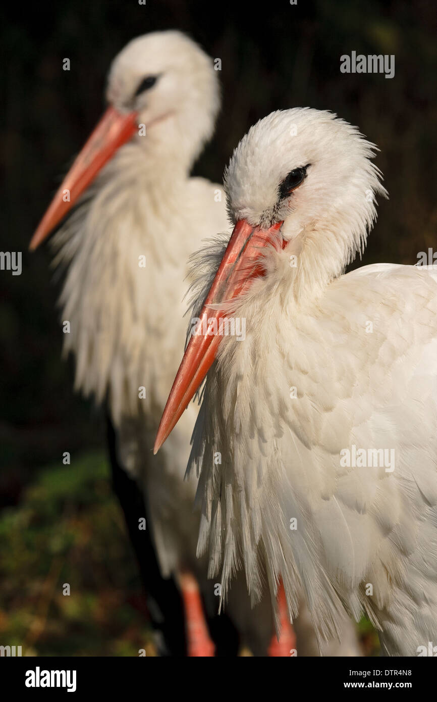 Storks head hi-res stock photography and images - Alamy