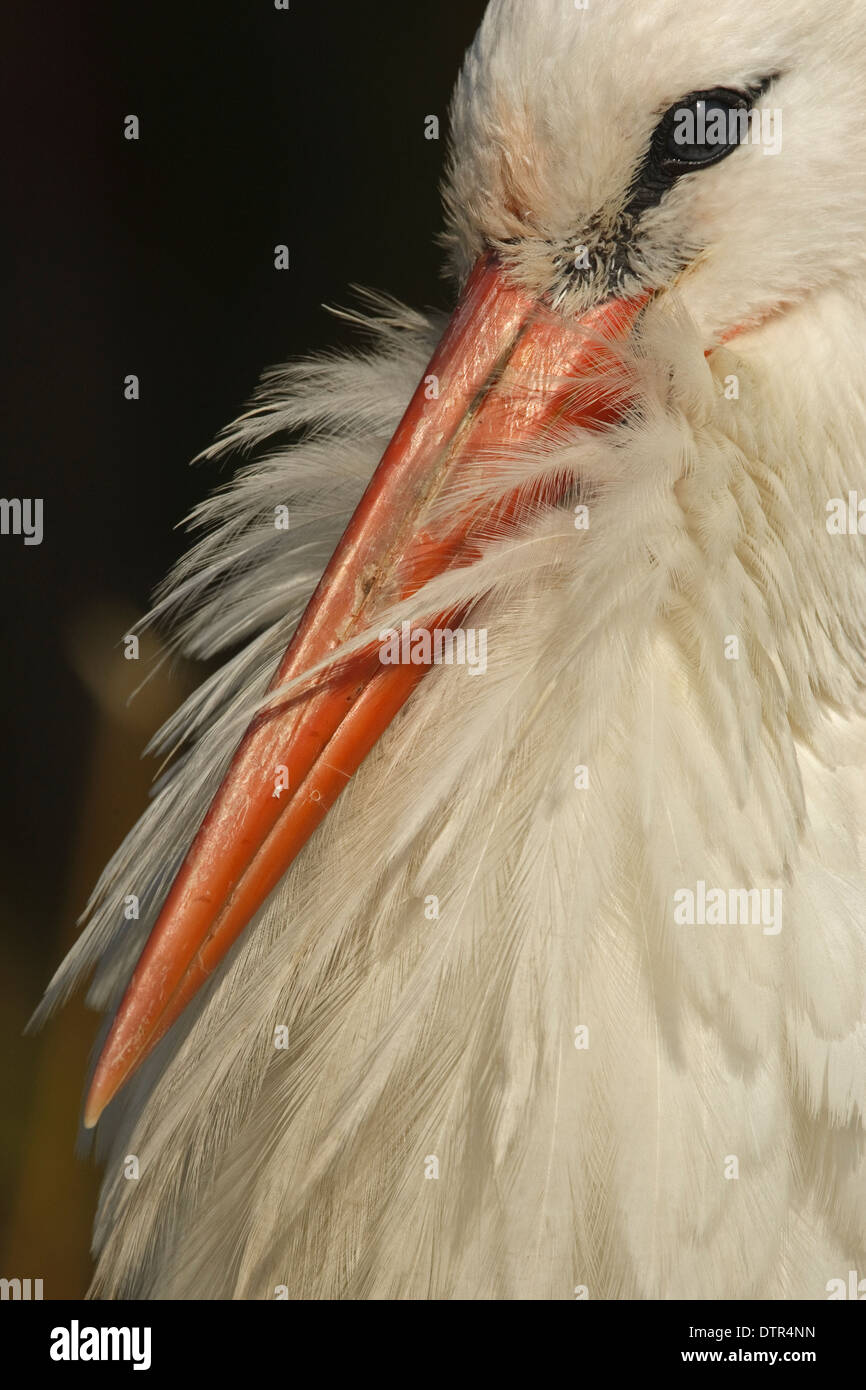 Storks head hi-res stock photography and images - Alamy