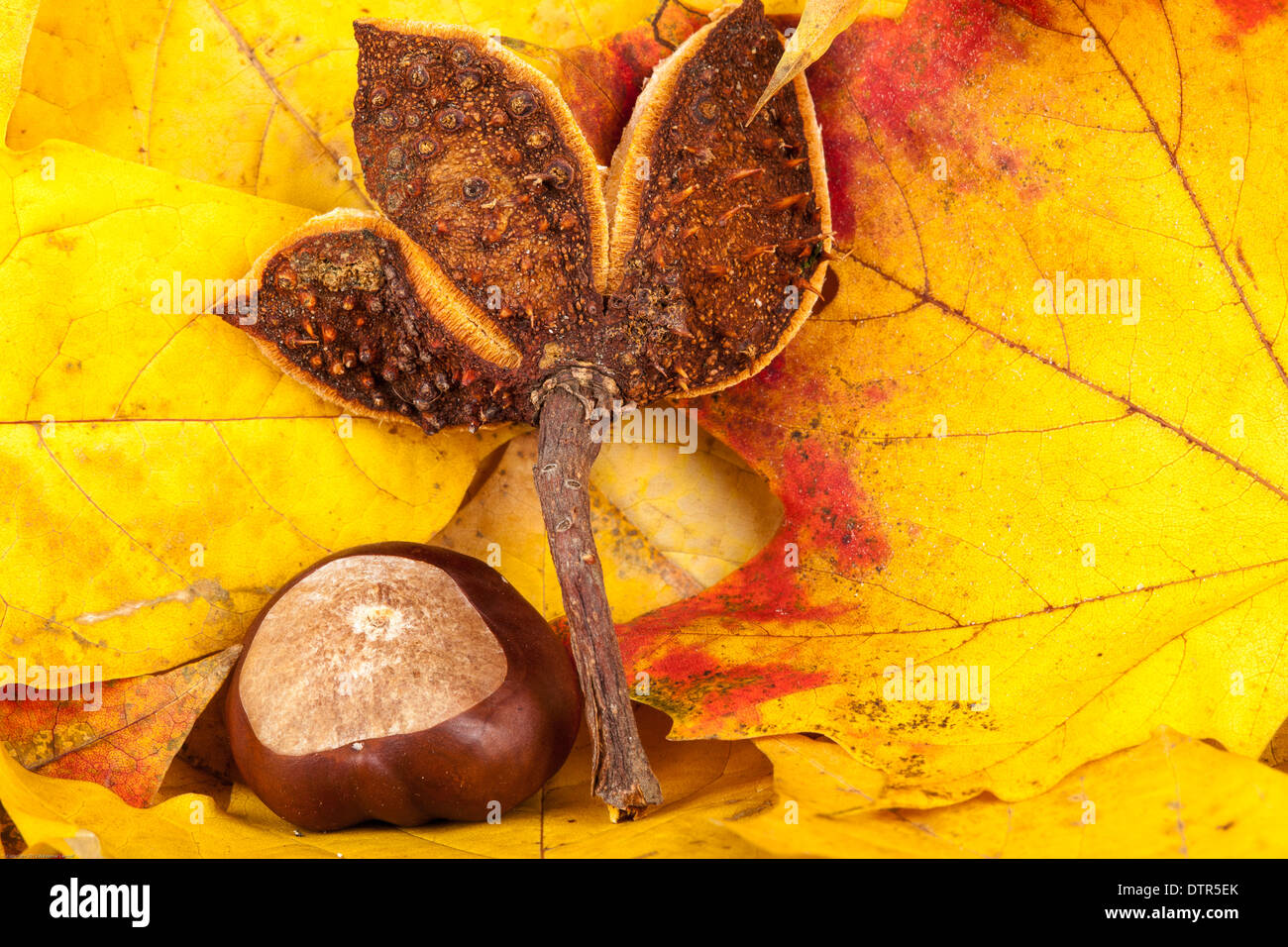 Chestnut fruit bowl hi-res stock photography and images - Alamy