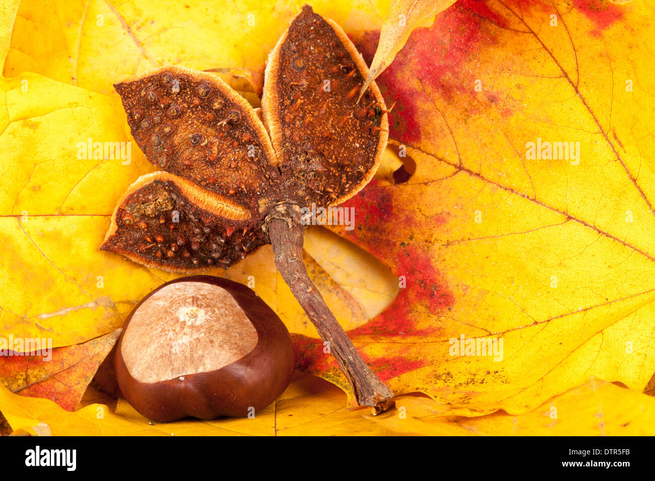 Chestnut fruit and chestnut dish on autumn leaves Stock Photo - Alamy