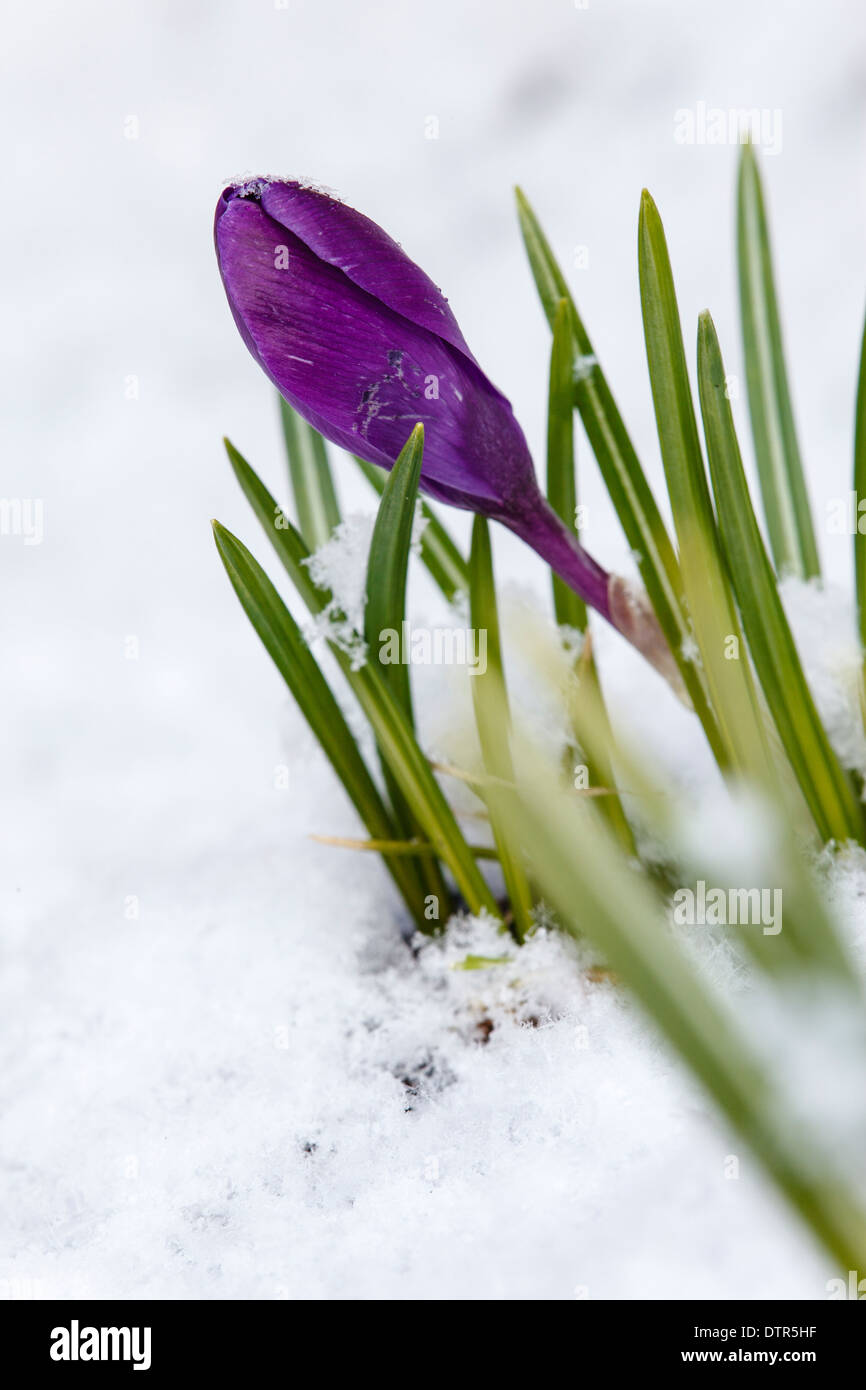 Crocus snow hi-res stock photography and images - Alamy