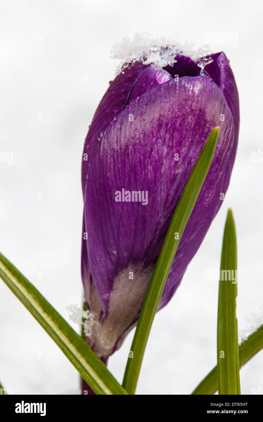 Crocus snow hi-res stock photography and images - Alamy