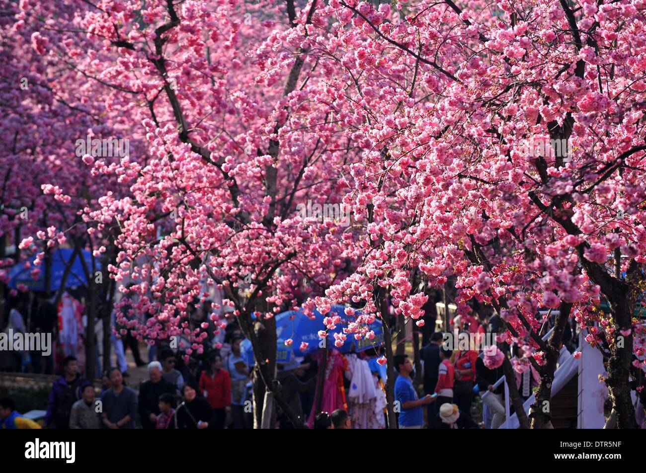Kunming, China's Yunnan Province. 23rd Feb, 2014. Visitors enjoy ...