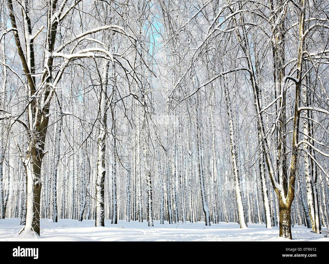 January nature hi-res stock photography and images - Alamy