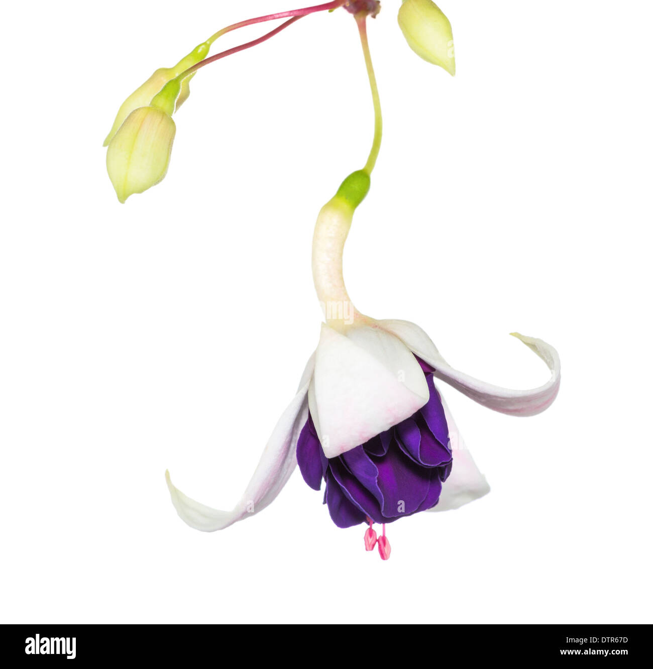 blooming beautiful violet and white fuchsia flower with bud isolated on ...