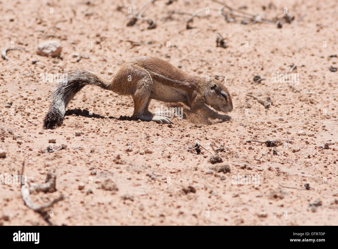 South africa xerus inauris hi-res stock photography and images - Alamy