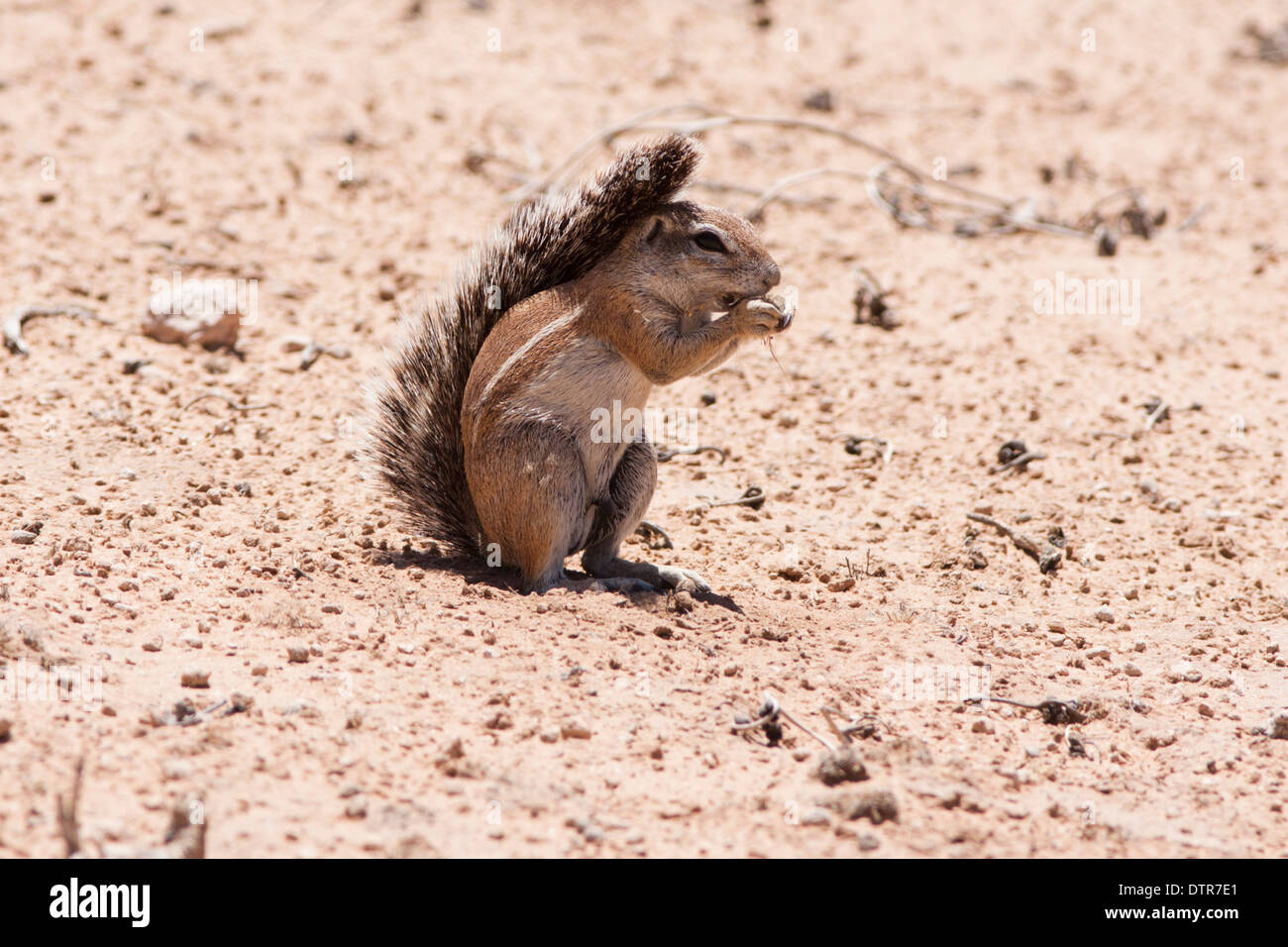 Cape Ground Squirrel (xerus inauris) in the Kalahari desert Stock Photo ...