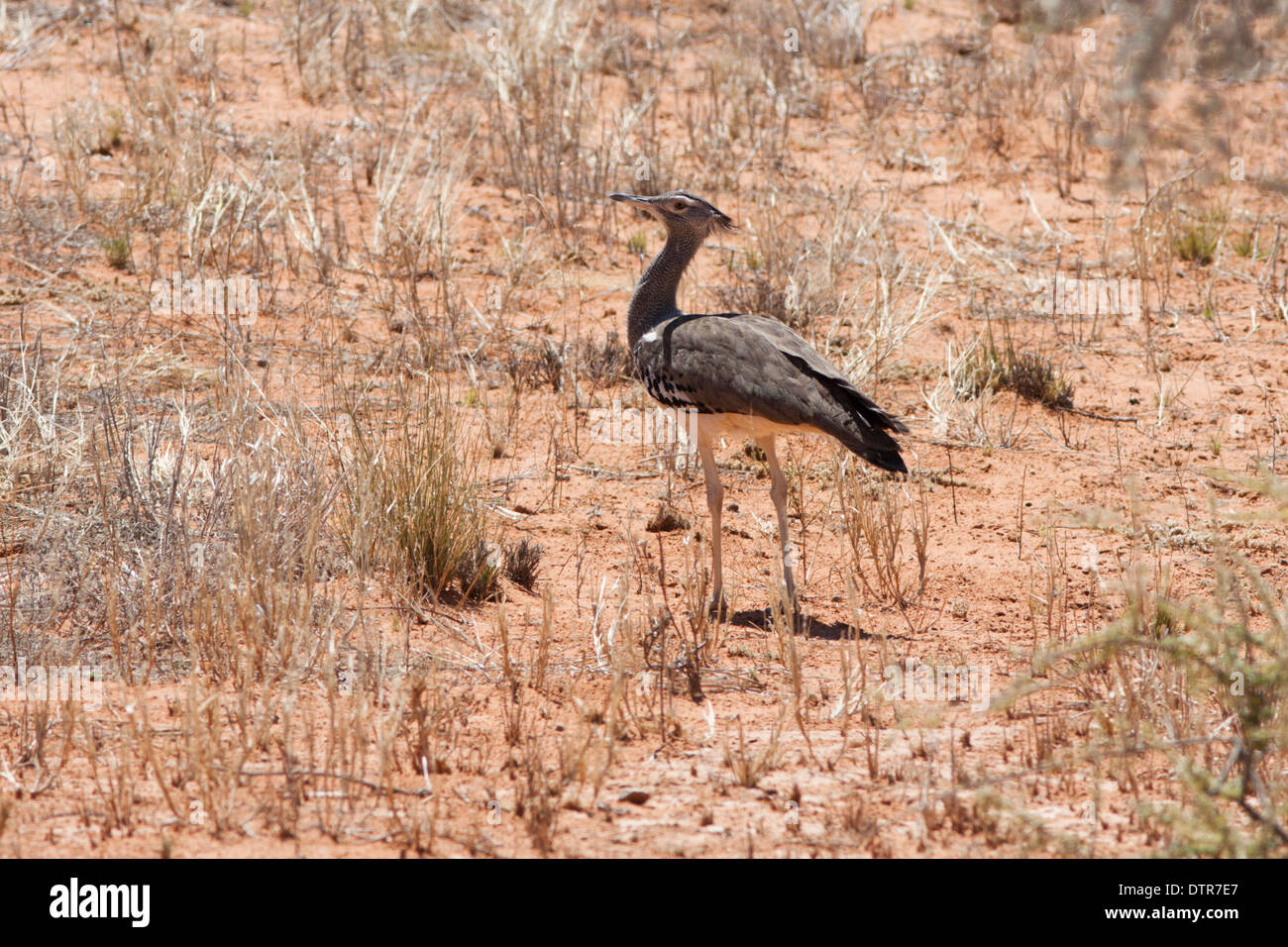 Kalahari birds hi-res stock photography and images - Alamy