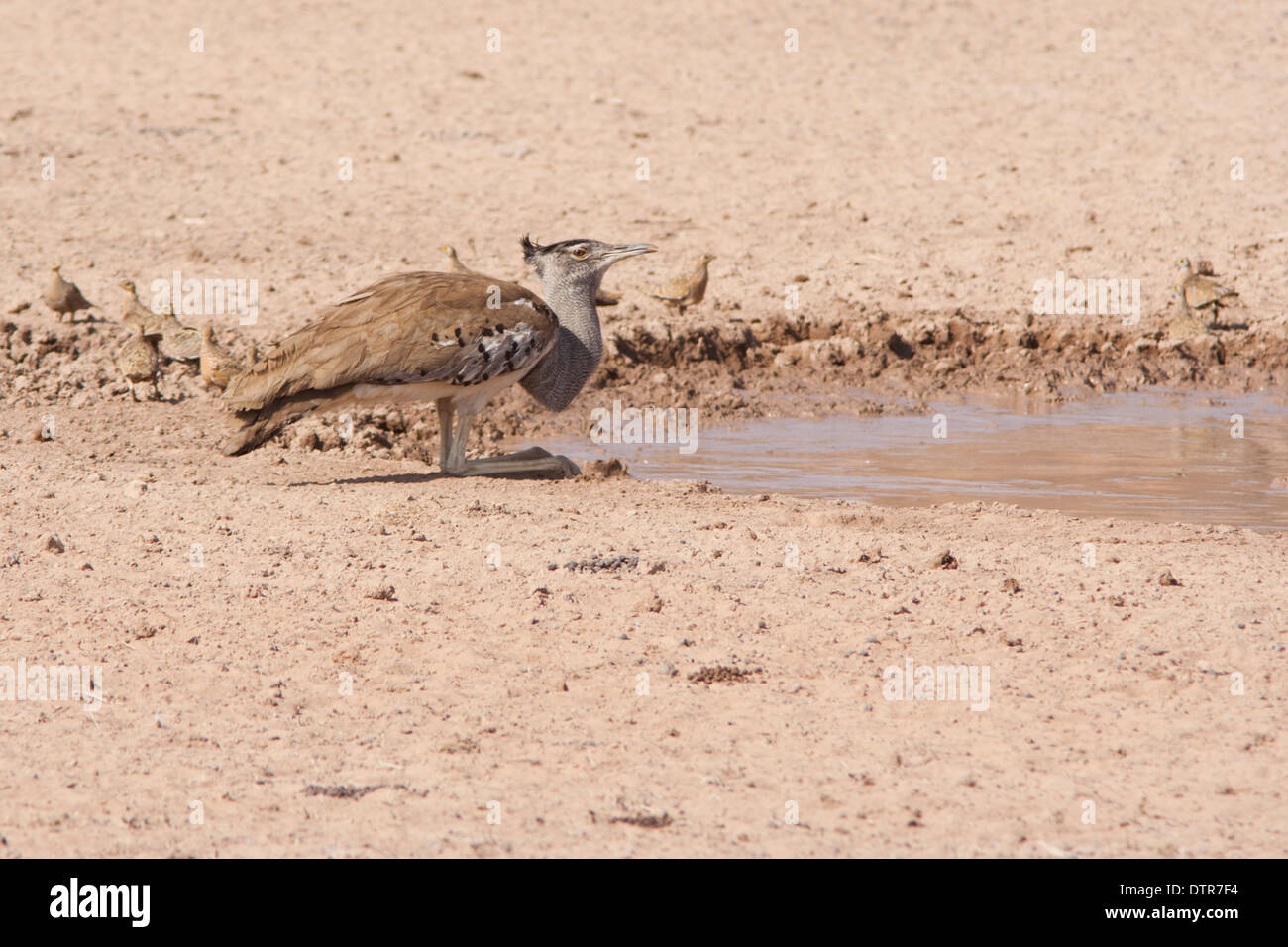 South african bustards hi-res stock photography and images - Alamy