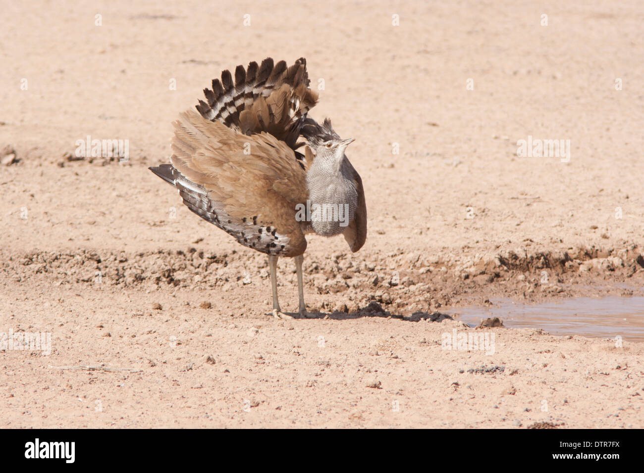 South african bustards hi-res stock photography and images - Alamy