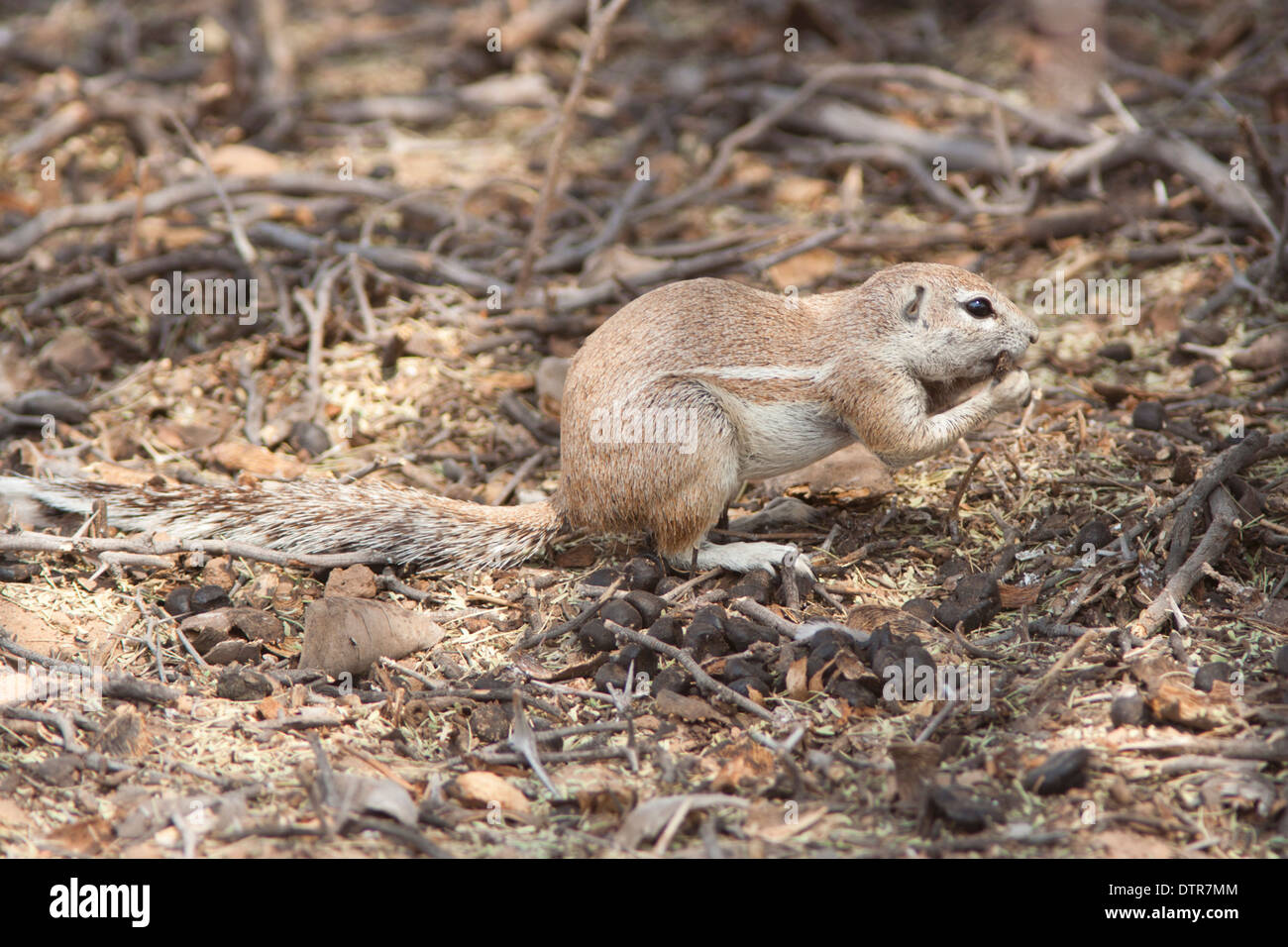Cape Ground Squirrel (xerus inauris) in the Kalahari desert Stock Photo ...