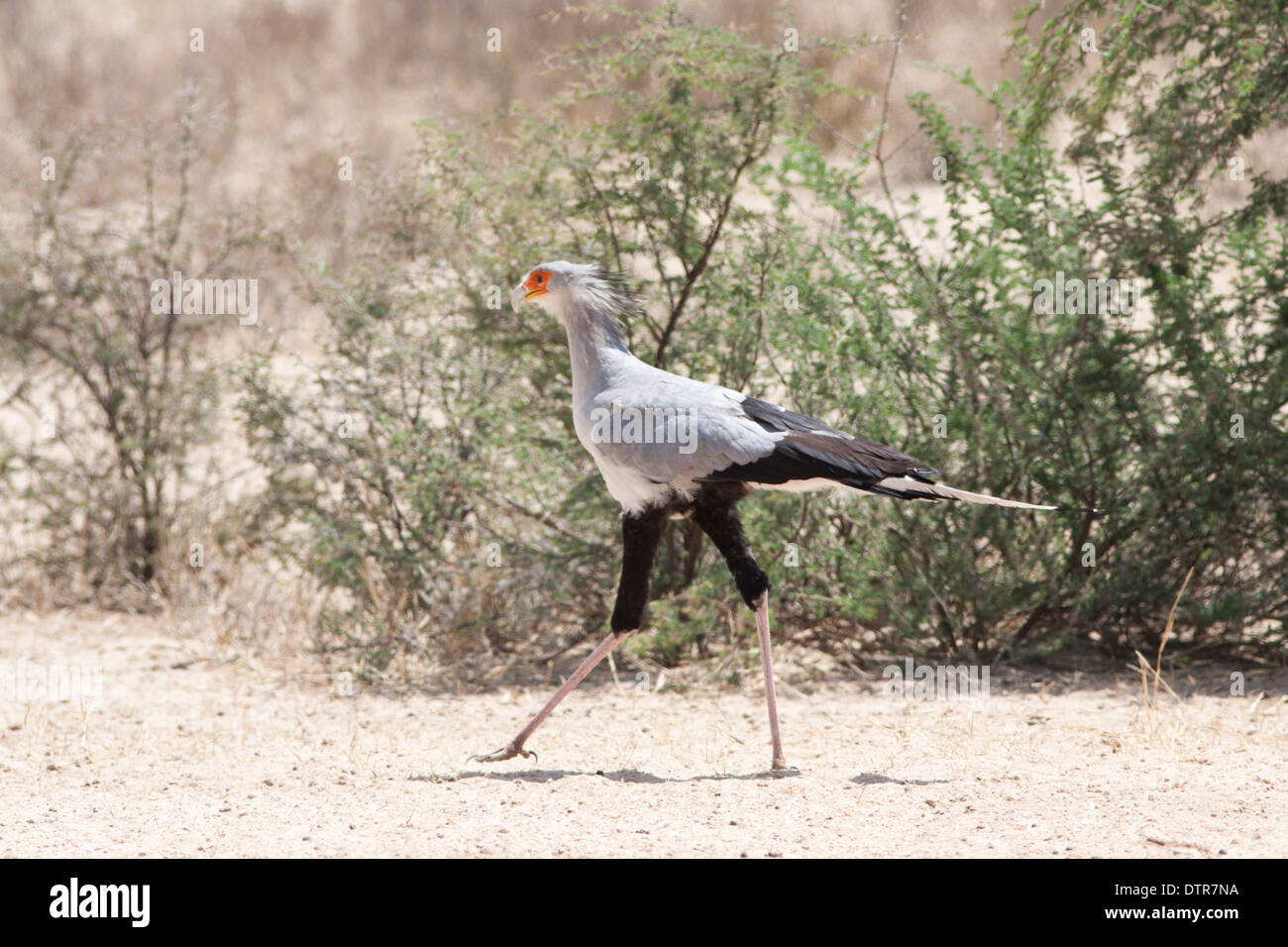 Secretary Bird walking the Kalahari desert Stock Photo - Alamy