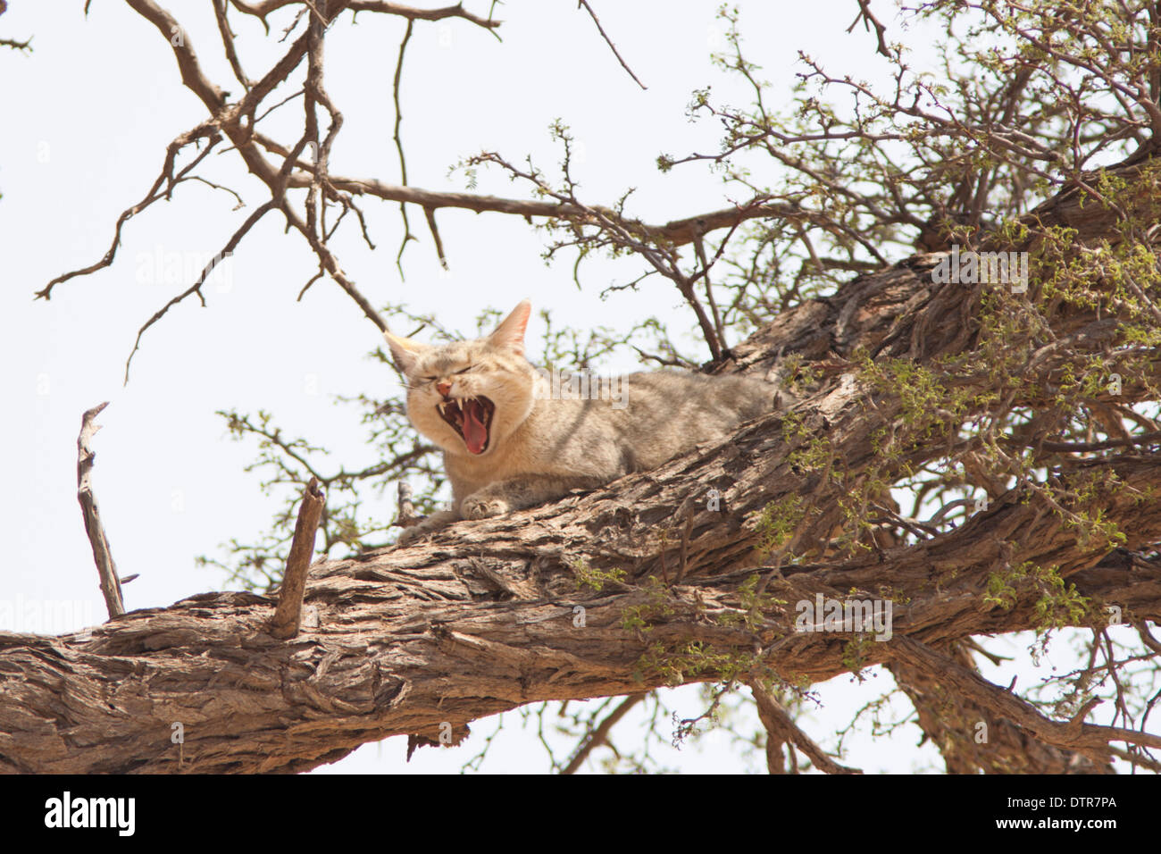 African wildcat desert cat felis hi-res stock photography and images ...