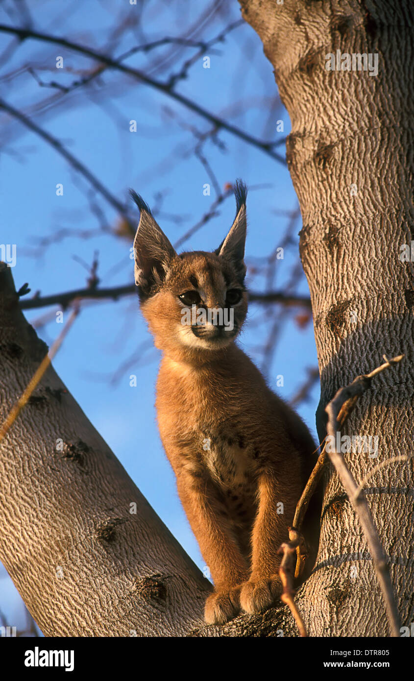 Caracal carnivorous animal hi-res stock photography and images - Alamy