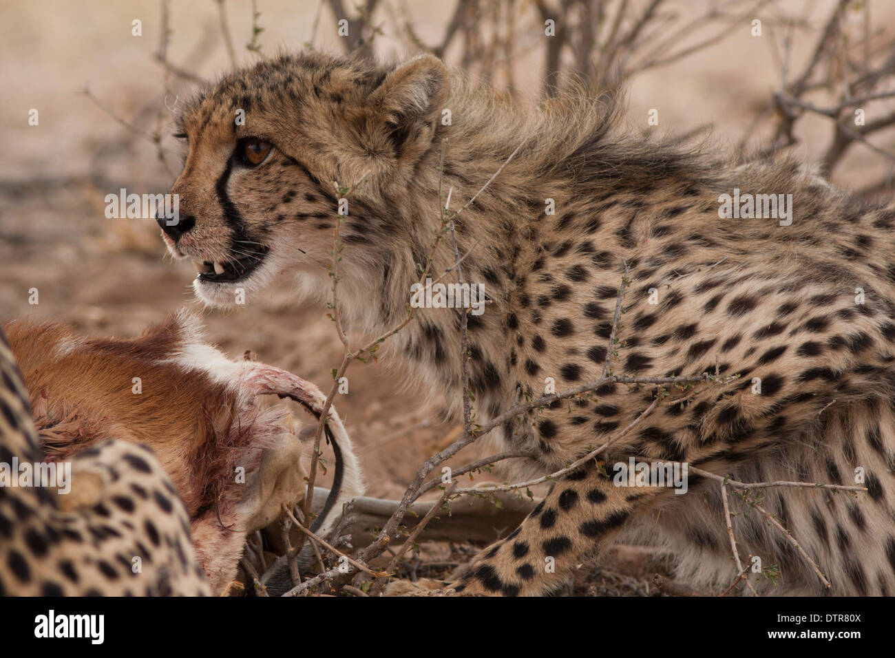 Cheetahs Cubs Eating