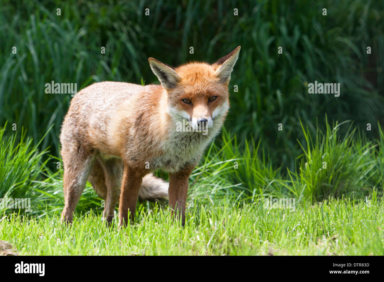 Urban red foxes scavenging hi-res stock photography and images - Alamy