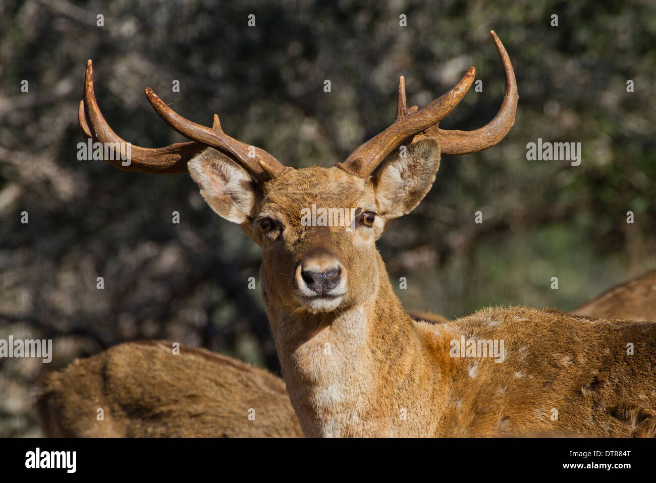 Male Mesopotamian (Persian) Fallow Deer (Dama dama Mesopotamica ...