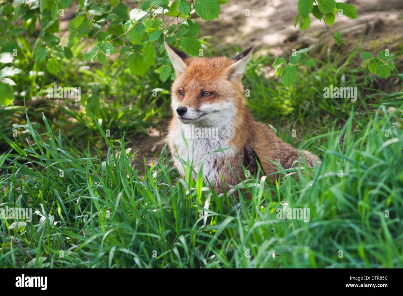 Urban red foxes scavenging hi-res stock photography and images - Alamy