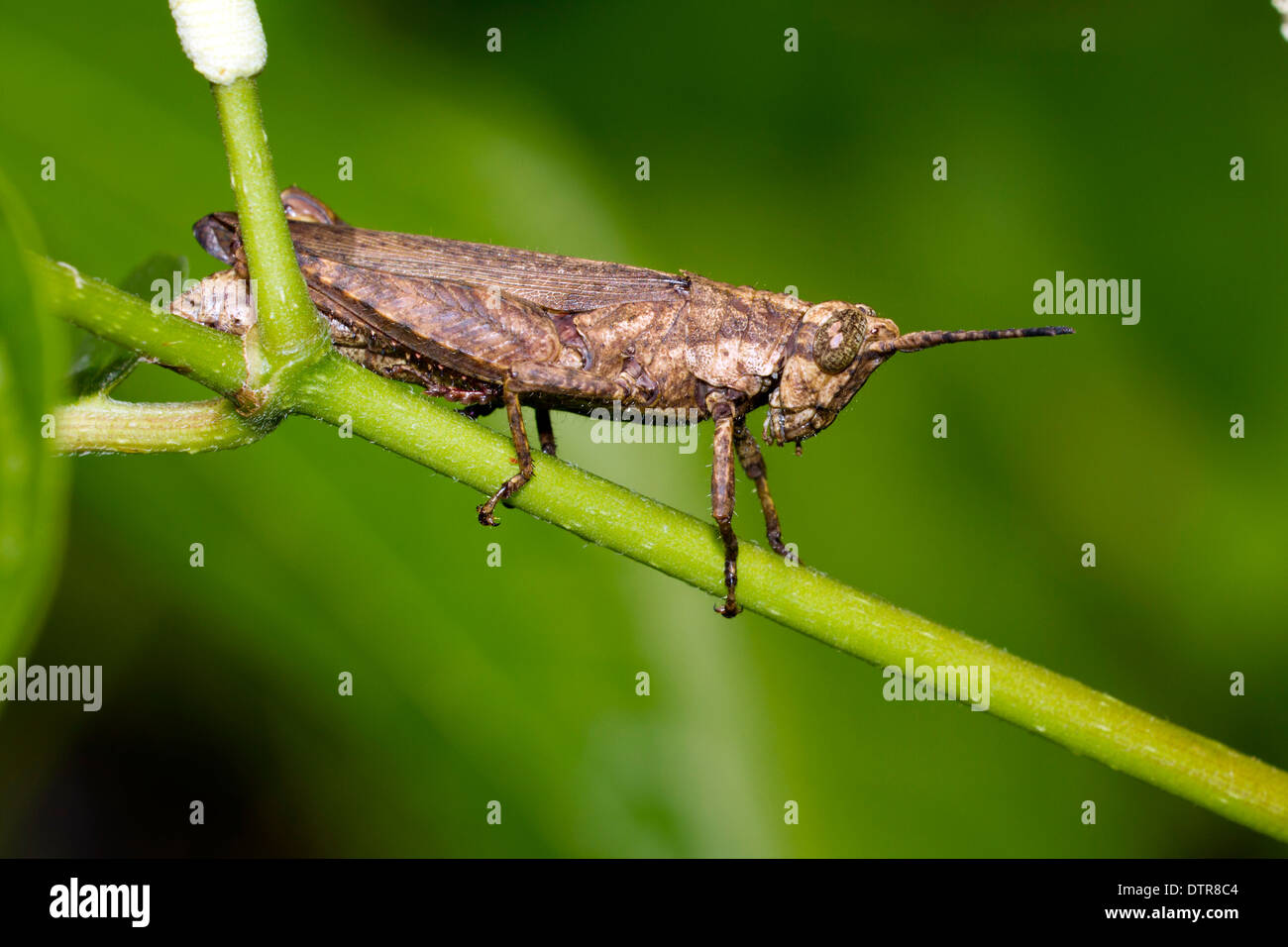 Brown cricket antenna hi-res stock photography and images - Alamy