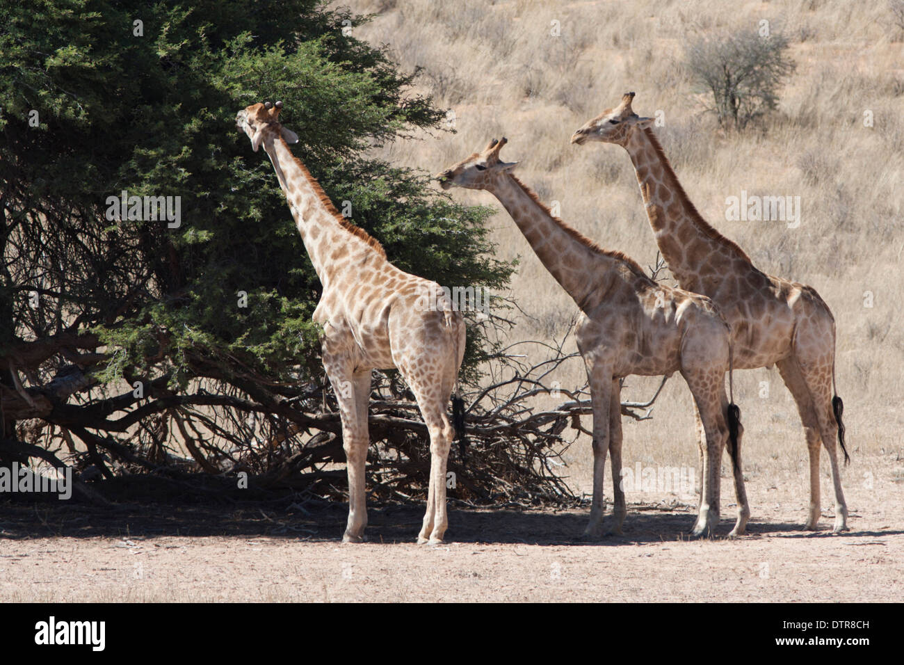 South African Giraffe in the Kalahari desert Stock Photo - Alamy