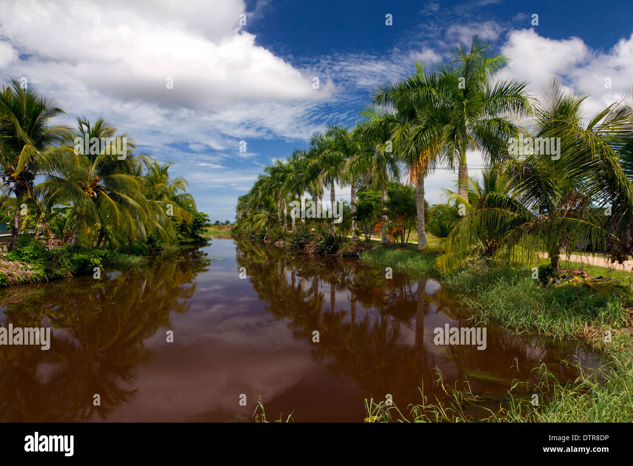 palm-trees along the river Stock Photo - Alamy