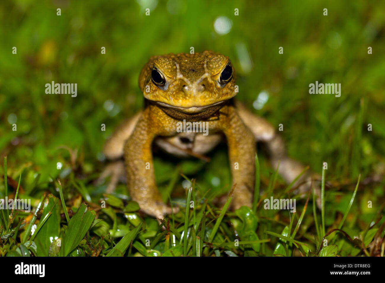 Frog staring hi-res stock photography and images - Alamy
