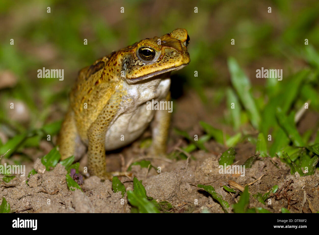 Frog face surprised hi-res stock photography and images - Alamy