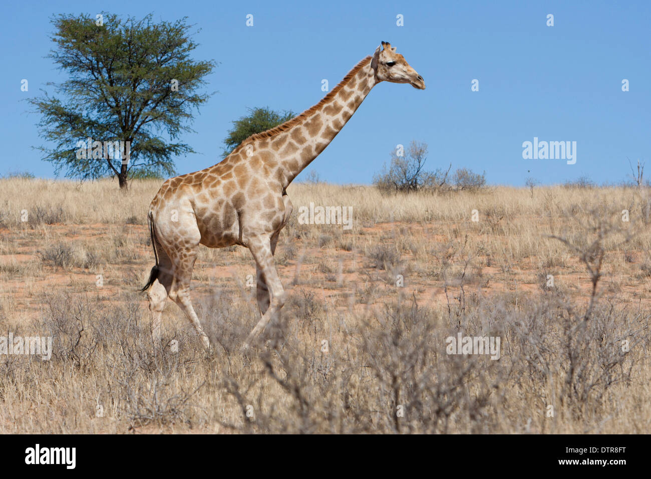 South African Giraffe in the Kalahari desert Stock Photo - Alamy