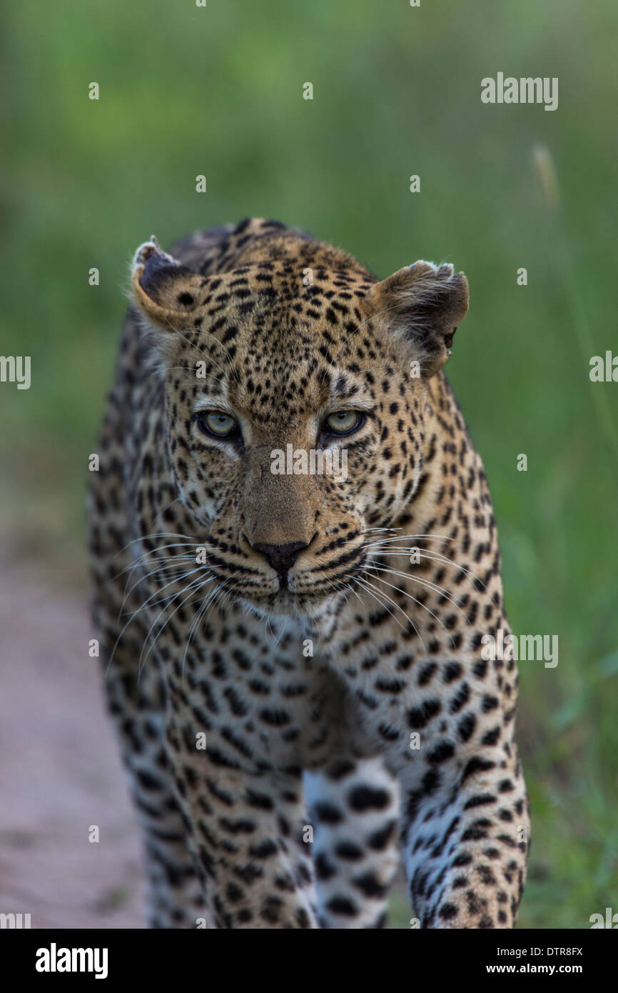 Leopard walking towards the camera Stock Photo - Alamy