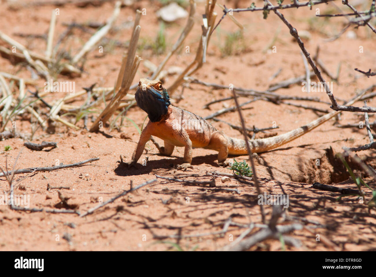 Desert agama lizard hi-res stock photography and images - Alamy