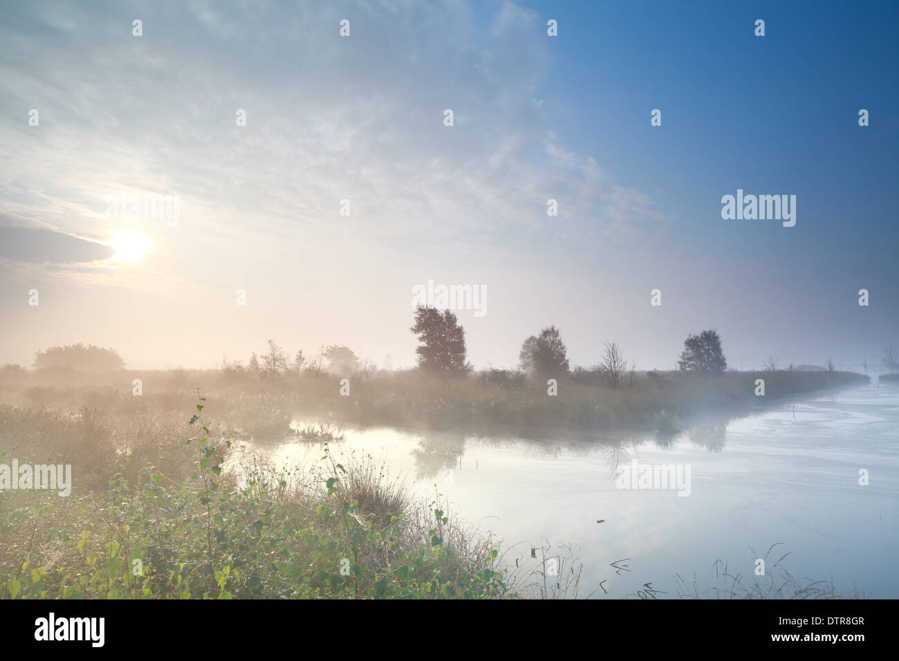 misty sunrise over swamp in summer, Friesland, Netherlands Stock Photo ...