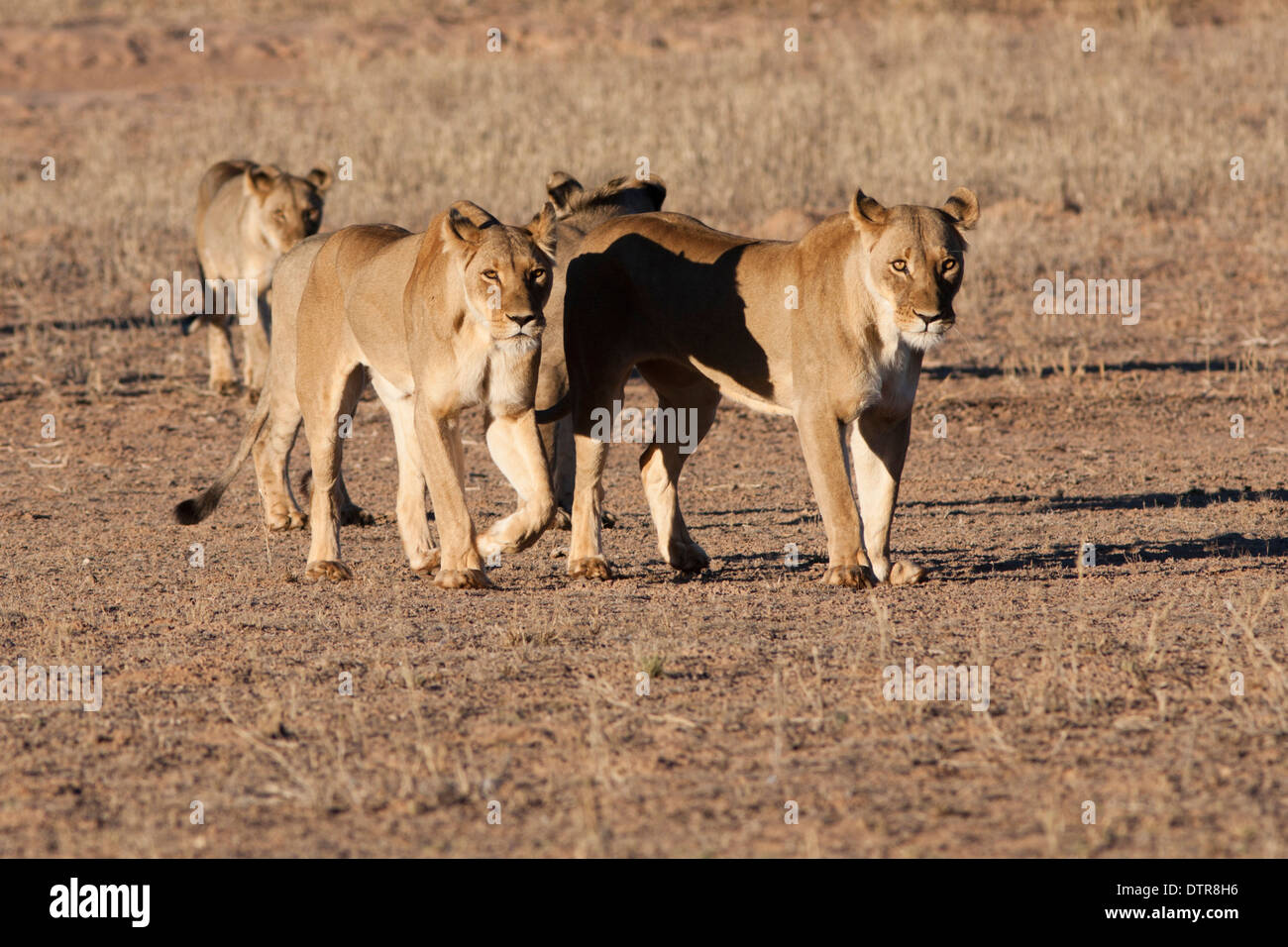 African Lion pride walking in the Kalahari desert Stock Photo - Alamy