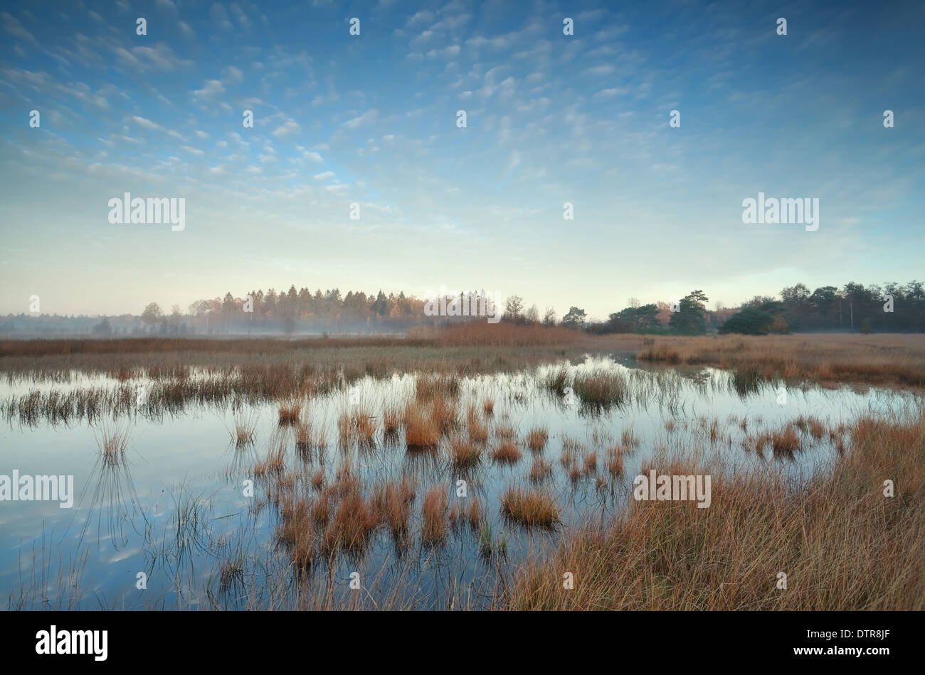 gold autumn sunrise over swamp, Friesland, Netherlands Stock Photo - Alamy