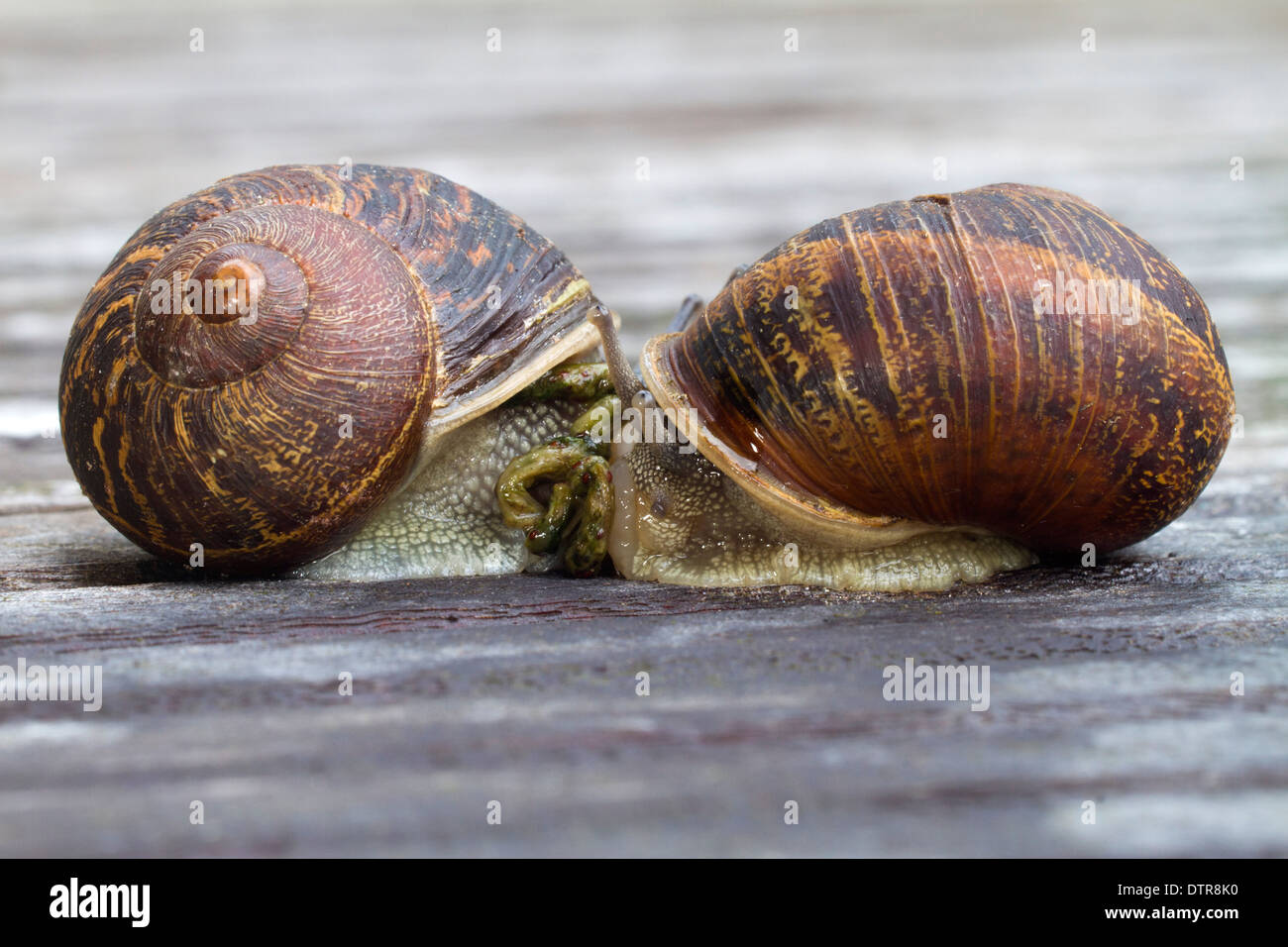 2 brown snails together Stock Photo - Alamy