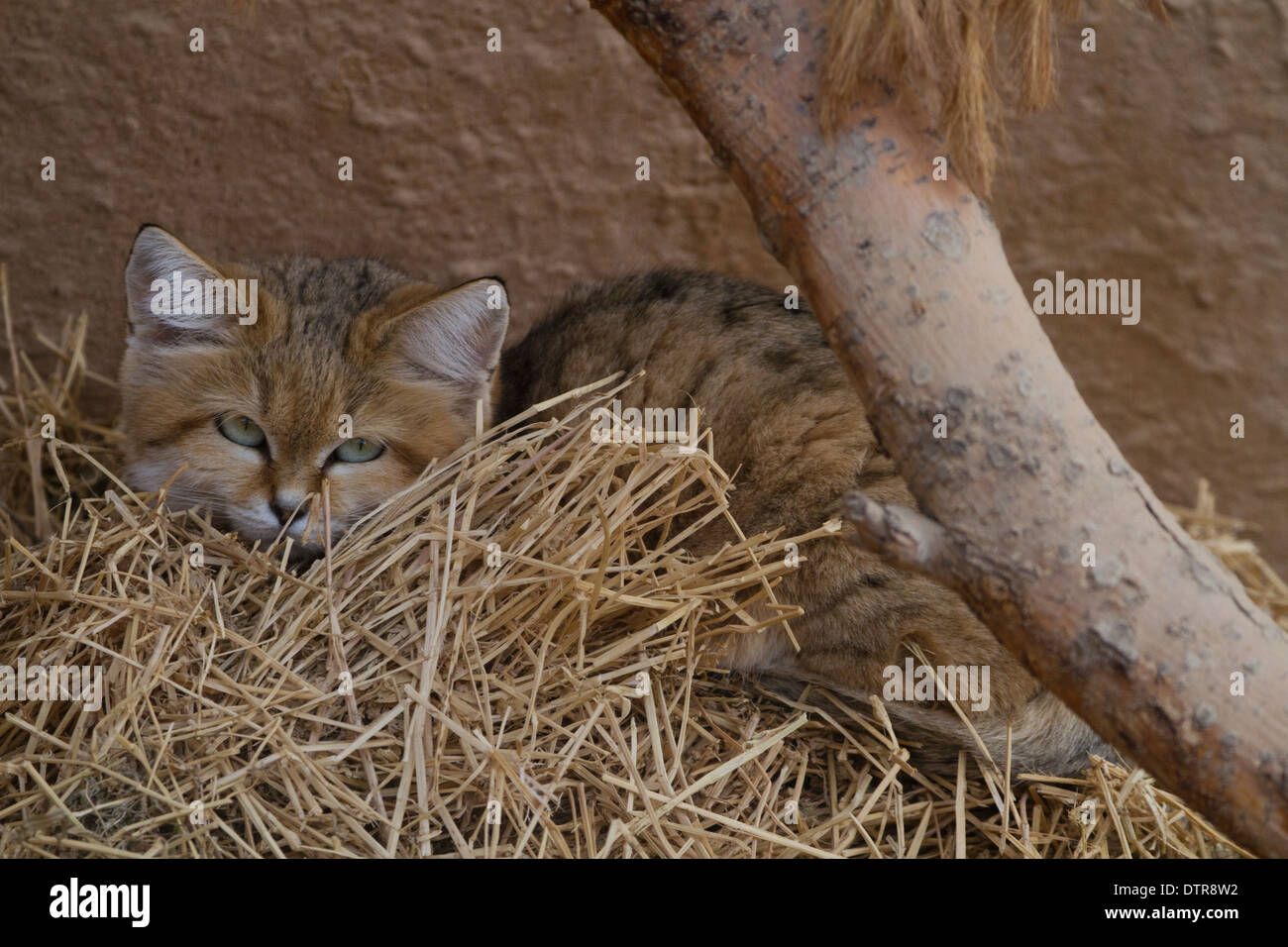 Sand Cat (Felis margarita Stock Photo - Alamy