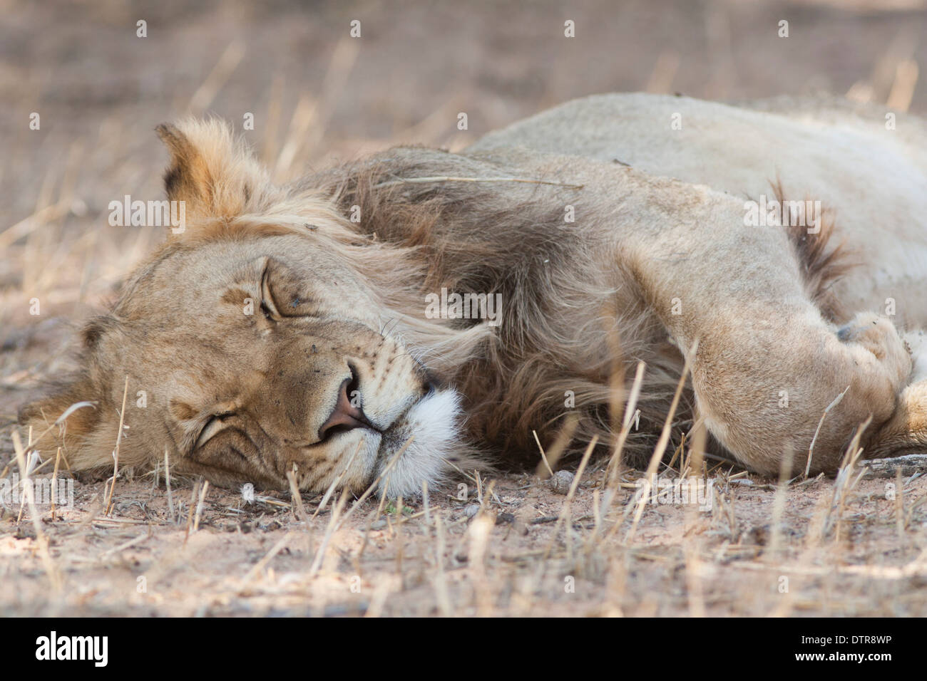Desert lion male hi-res stock photography and images - Alamy