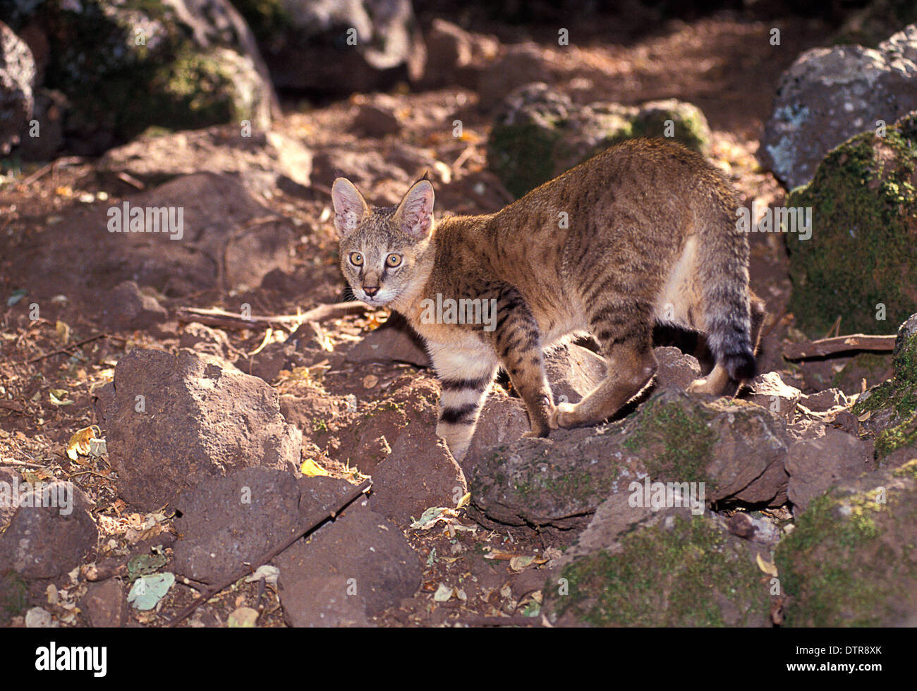 Jungle Cat (Felis chaus) in the wild. Sometimes called Reed Cat or ...