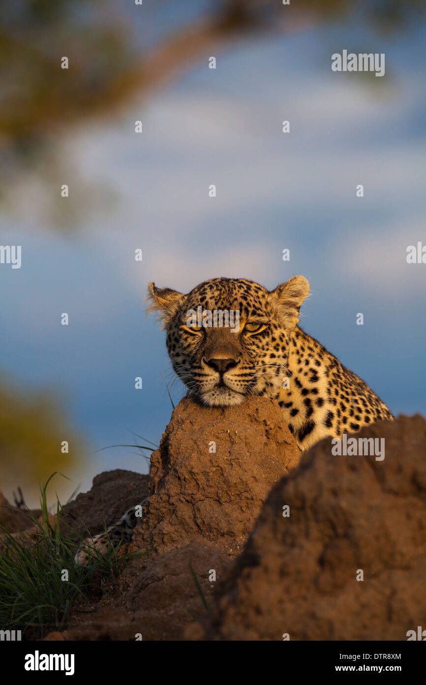 Resting On A Termite Mound High Resolution Stock Photography and Images ...