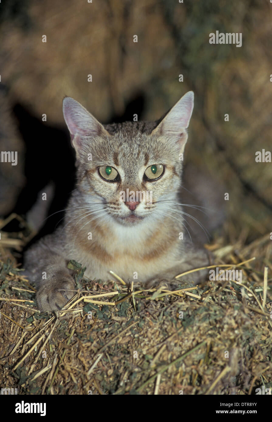 Middle east wild cat hi-res stock photography and images - Alamy
