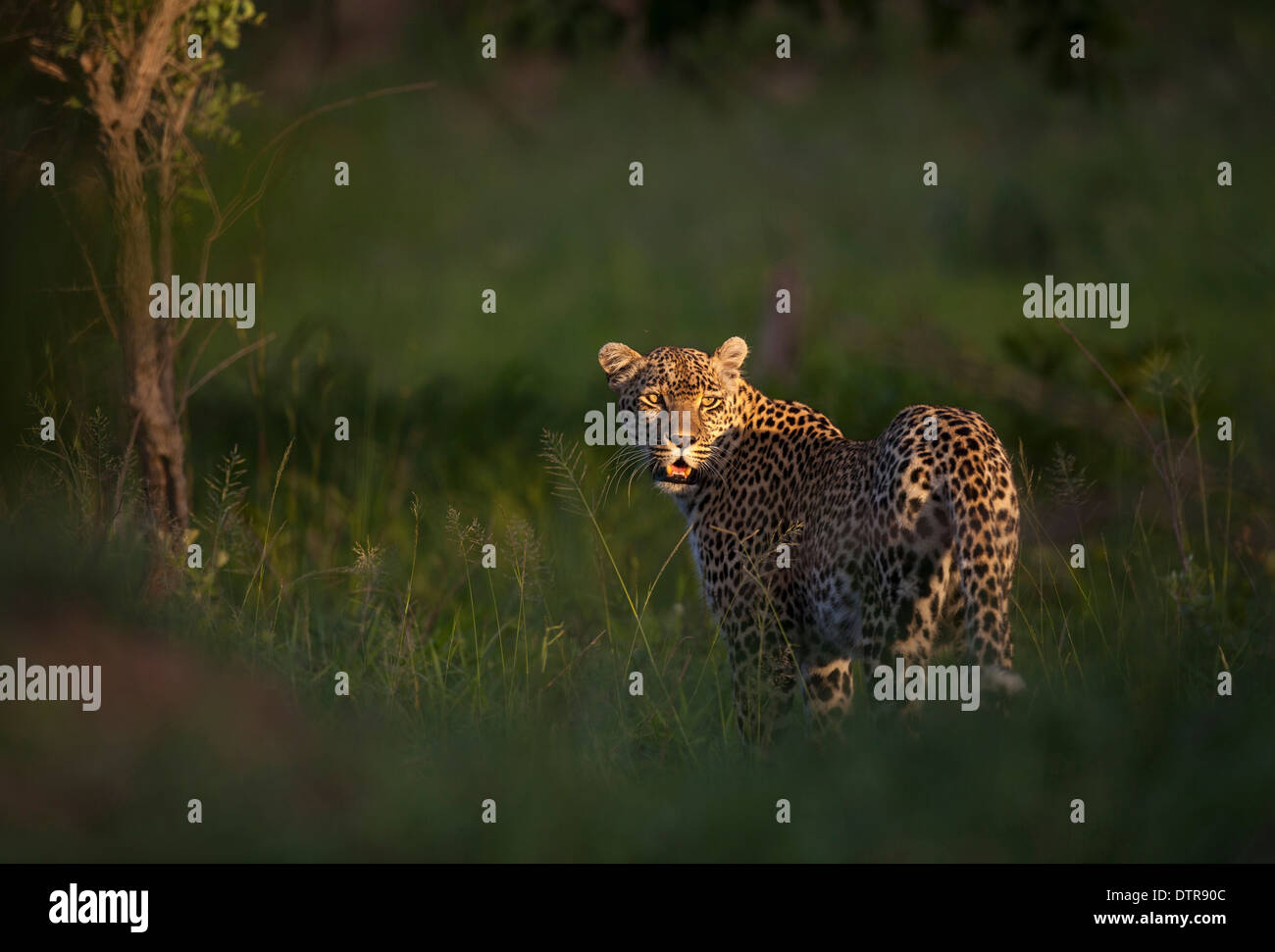 Leopard looking back over its shoulder Stock Photo - Alamy