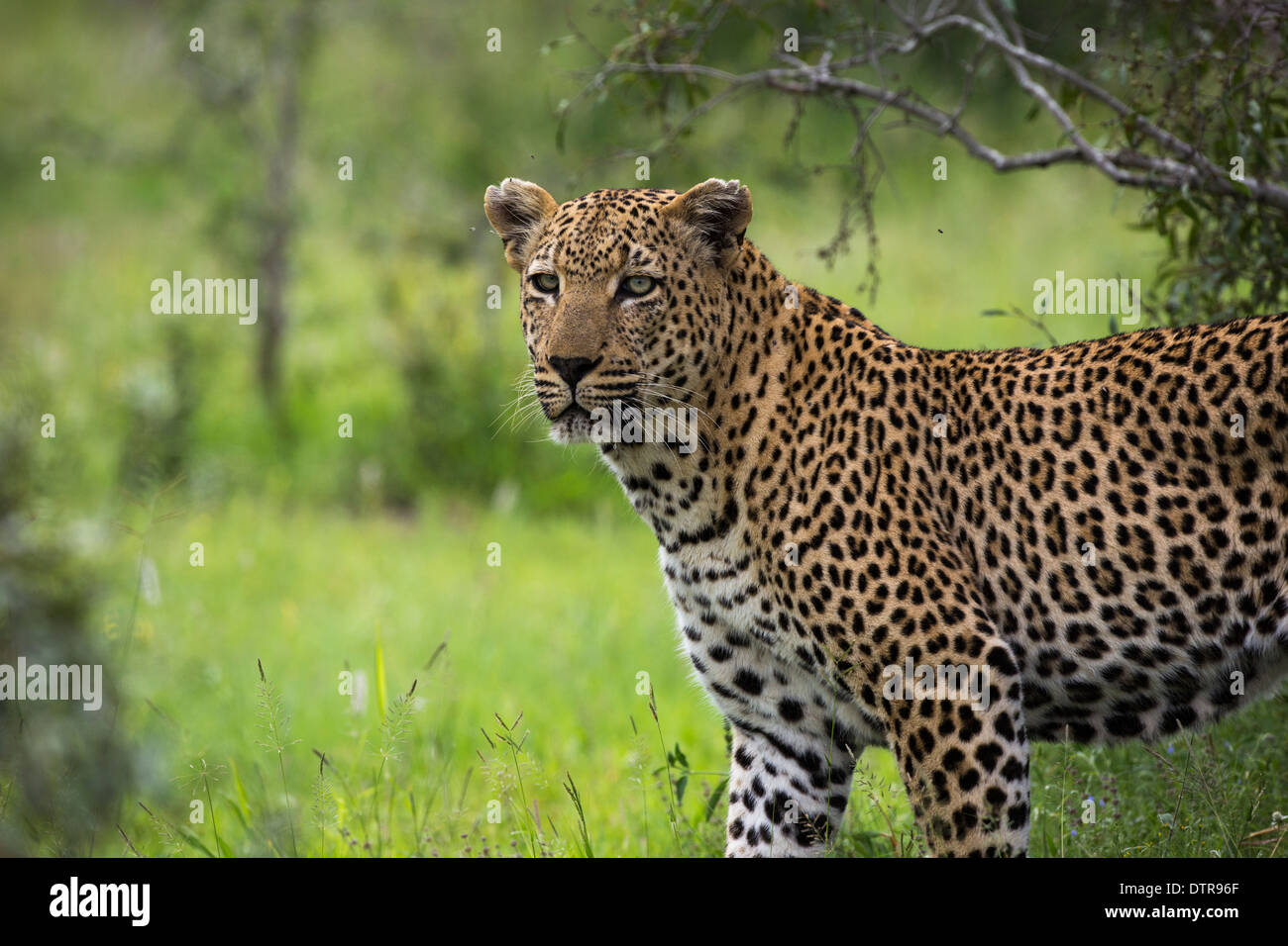 Leopard watching something hi-res stock photography and images - Alamy