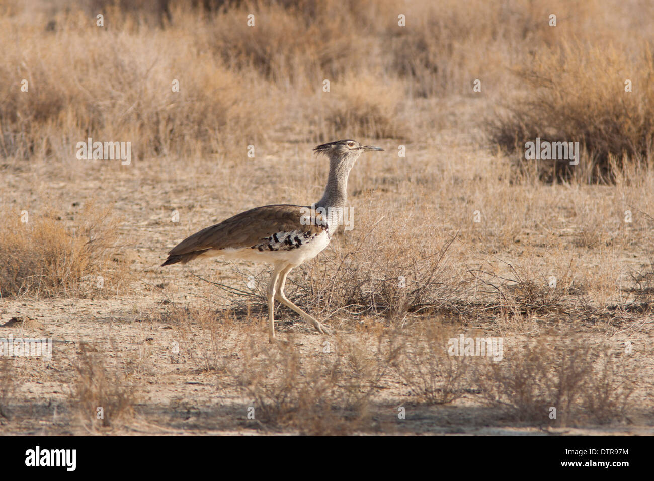 Kori Bustard in the Kalahari desert Stock Photo - Alamy