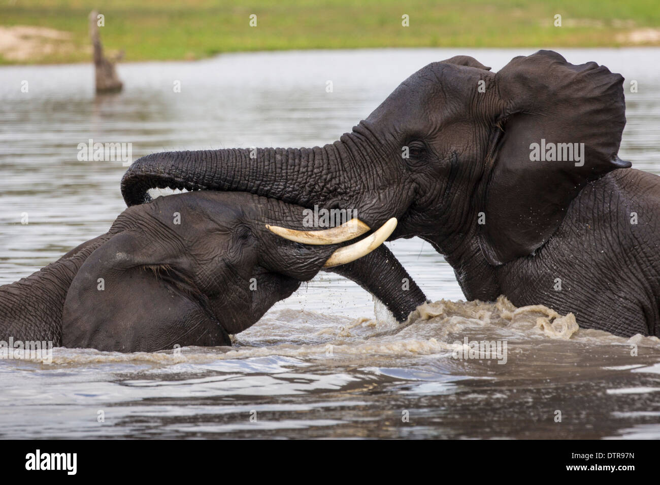 Two elephants playing in water Stock Photo - Alamy
