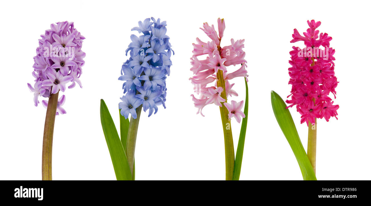 Blooming Hyacinths in different colors in a row Stock Photo - Alamy