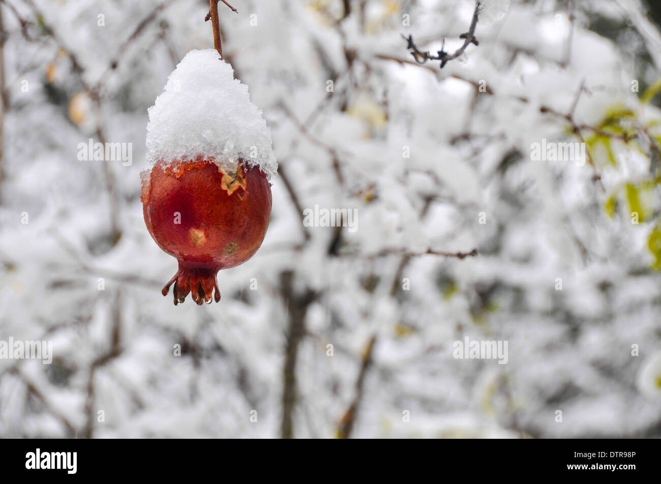 Pomegranate fruit on a tree is covered by snow in a garden photographed ...