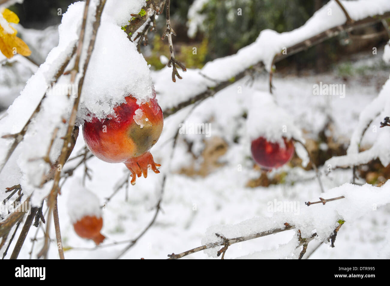 Pomegranate fruit on a tree is covered by snow in a garden photographed ...