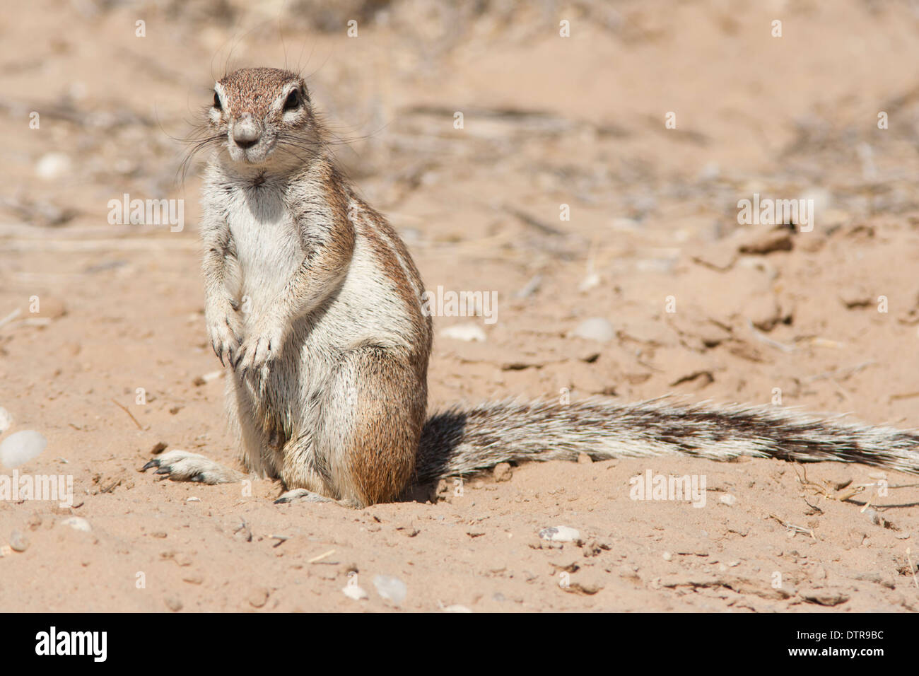 Cape Ground Squirrel (xerus inauris) in the Kalahari desert Stock Photo ...