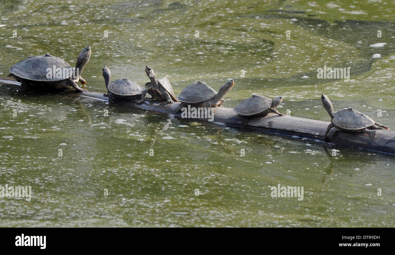 (140223) -- GUWAHATI, Feb. 23, 2014 (Xinhua) -- Assam roofed turtles ...